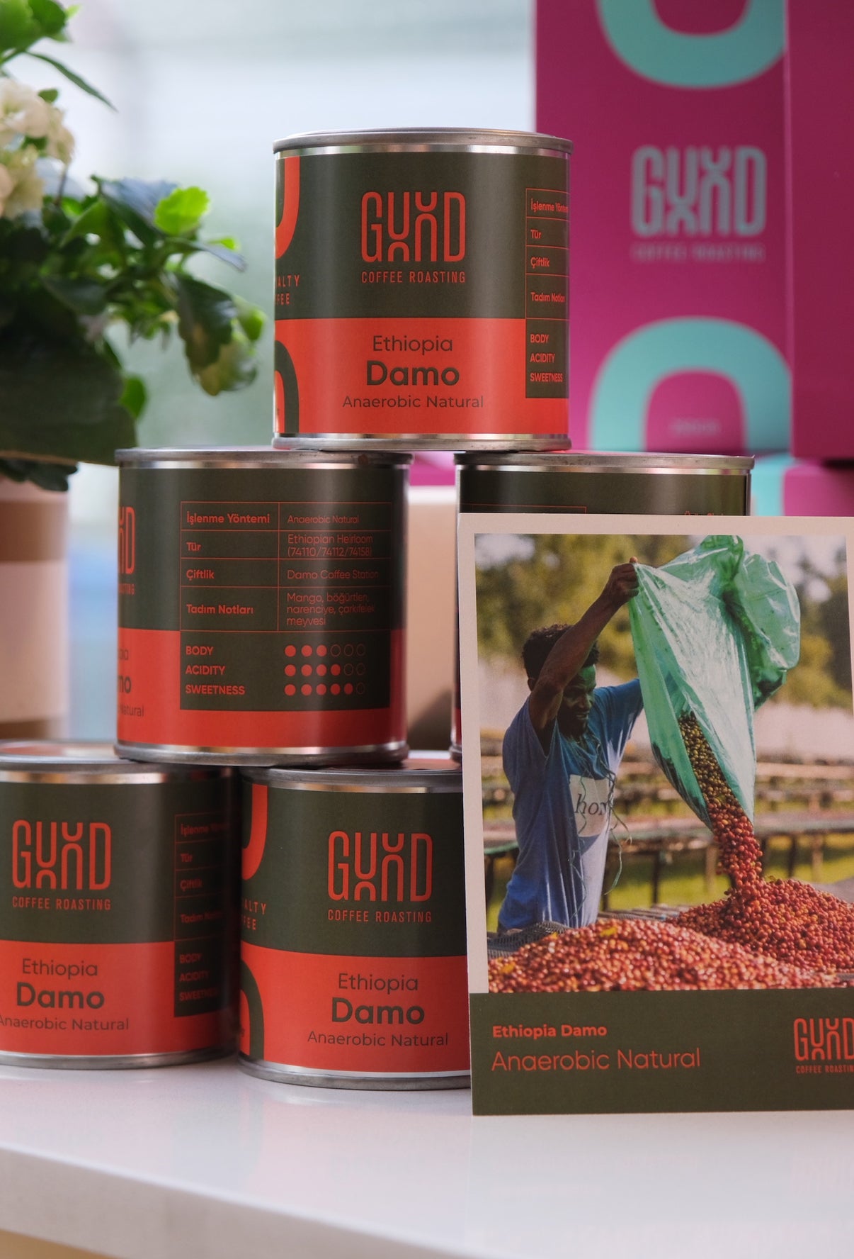 Ethiopia | Damo Anaerobic Natural - – Goodcoffeeroasting